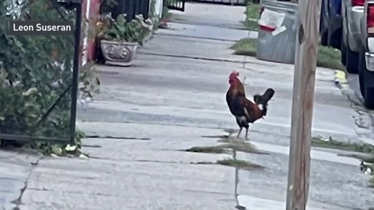 Man Walking on NYC Street Attacked by Rooster That Has Terrorized ...