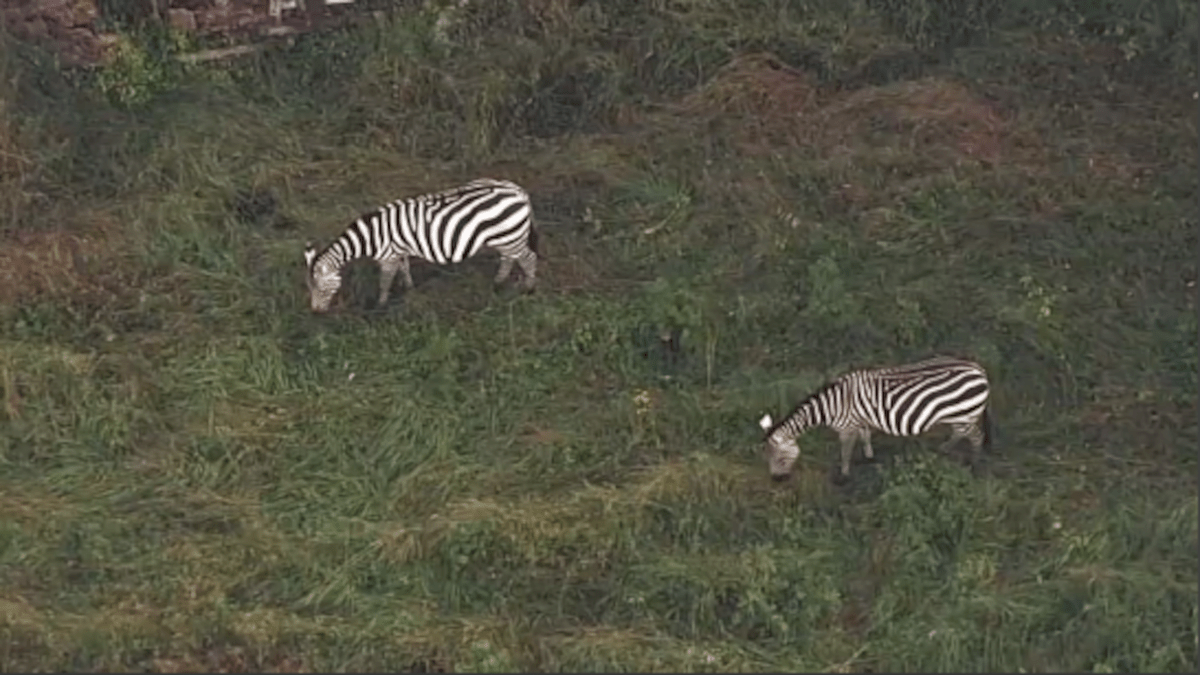Zebras Found, Captured After Spending Months Roaming Prince George’s ...