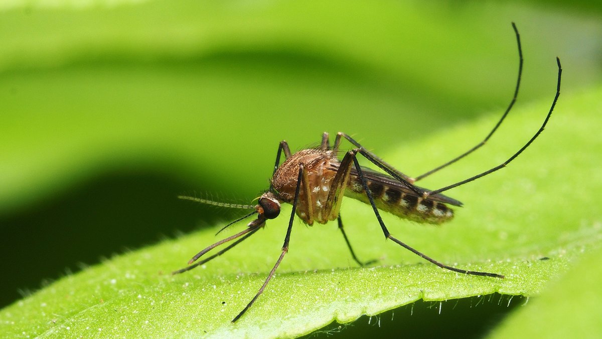 Maryland Will Again Spray Mosquito Pesticide Permanone 30-30 – NBC4 ...