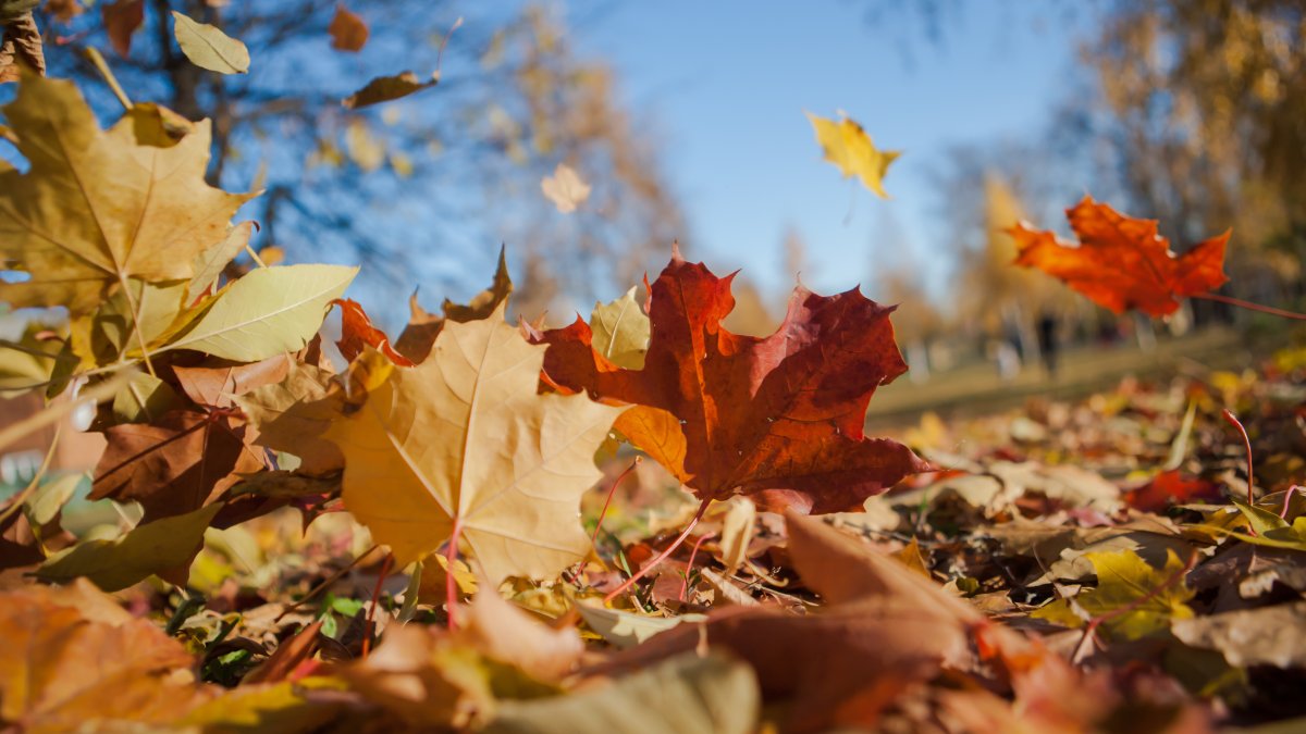 What to know as DC begins collecting leaves – NBC4 Washington