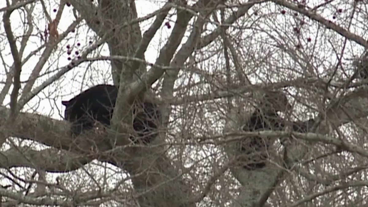 Video: Mama Bear, Cubs Spotted Napping in Tree in Virginia – NBC4 ...