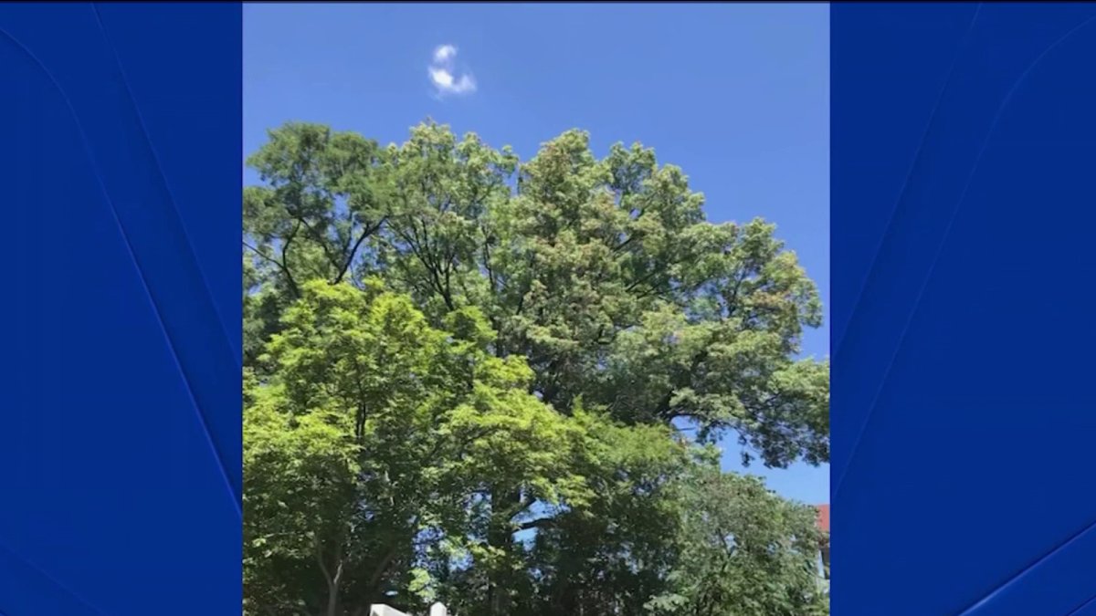 Takoma Neighbors Outraged Over Removal of Huge Historic Tree – NBC4 ...
