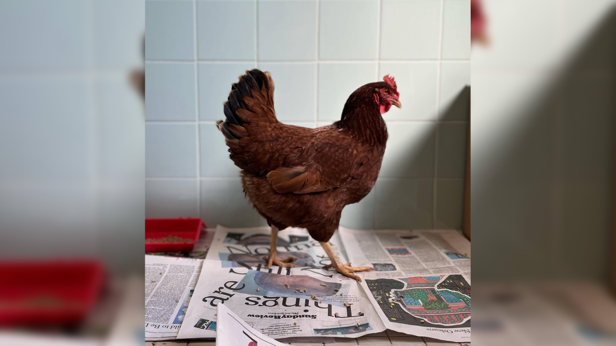 Wandering Hen Taken Into Custody at Pentagon Security Area – NBC4 ...