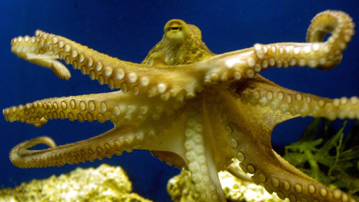 Scientists Named the Oldest Known Ancestor of the Octopus Family After ...