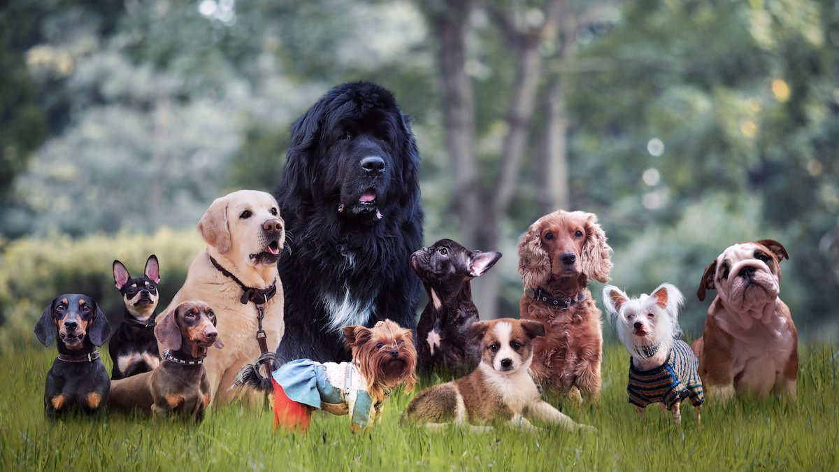 American Kennel Club: Most Popular Dog Breeds of 2021 – NBC4 Washington
