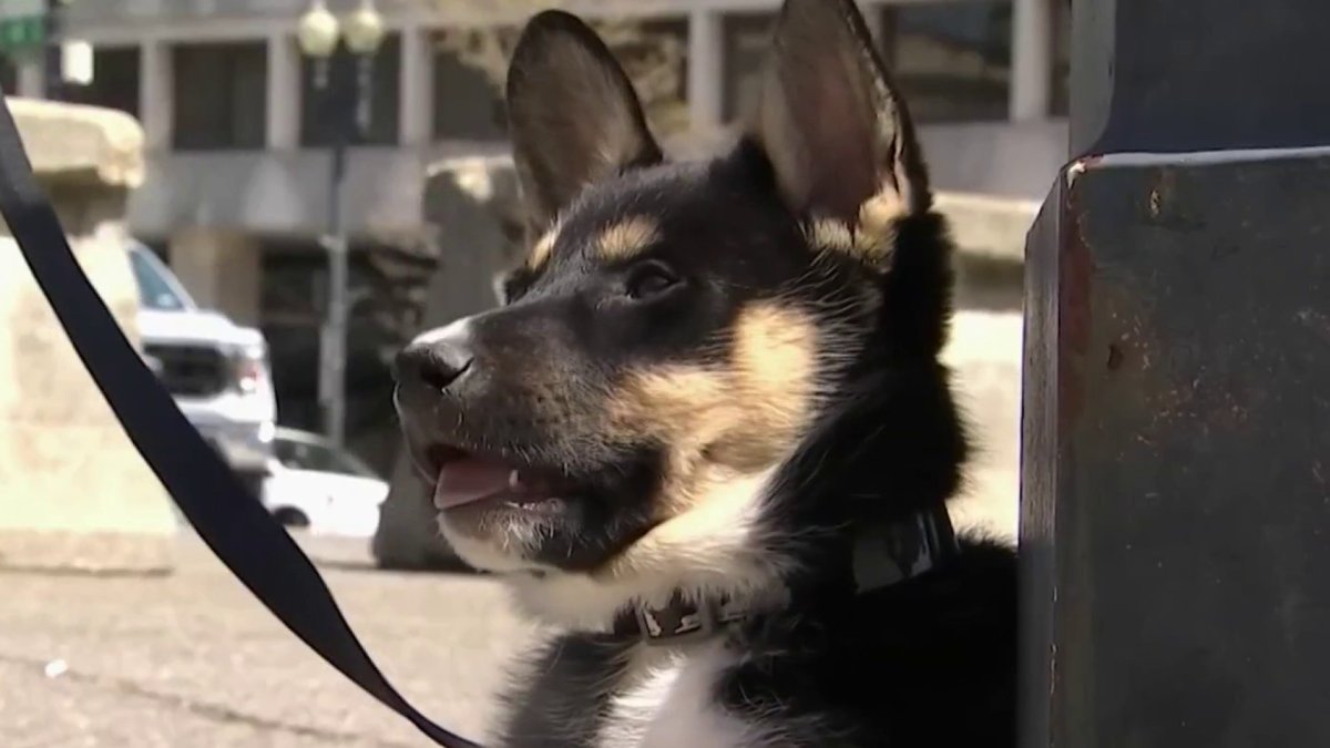 Stolen Puppy Pablo Reunited With Owners – NBC4 Washington