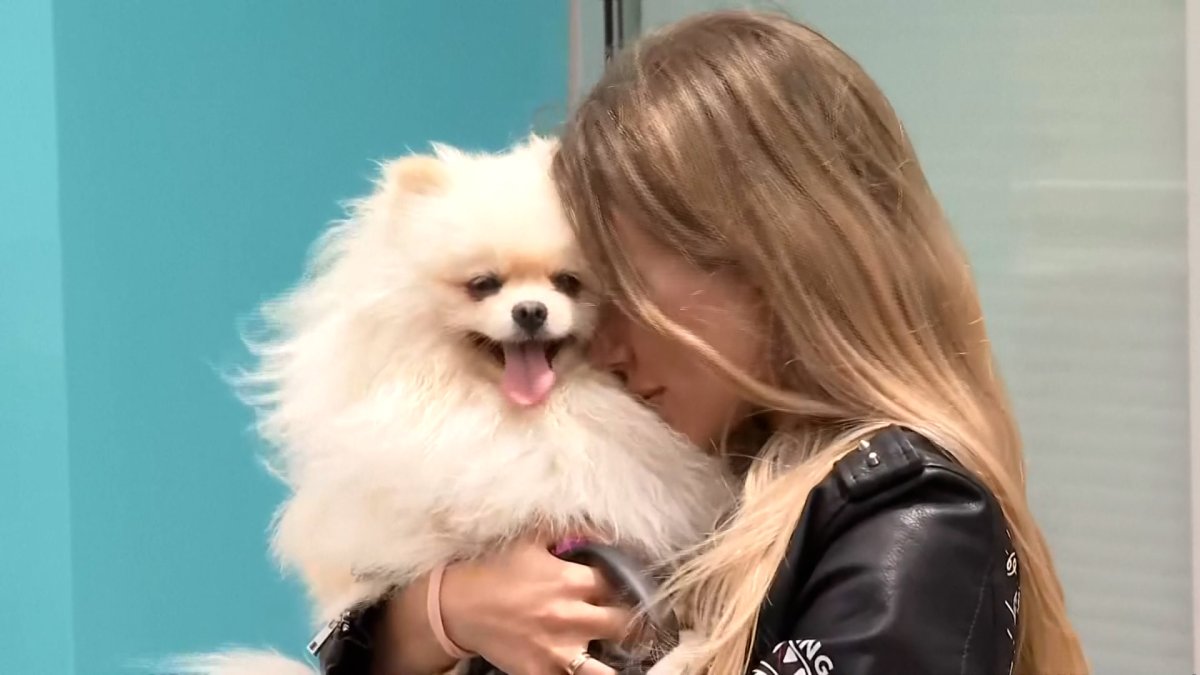 Ukrainian Refugee Reunited With Her Dog – NBC4 Washington
