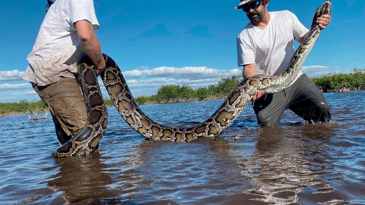 Largest Burmese Python Ever Captured In Florida Everglades Had Hoofs In Largest Burmese Python Ever Captured In Florida Everglades Had Hoofs In
