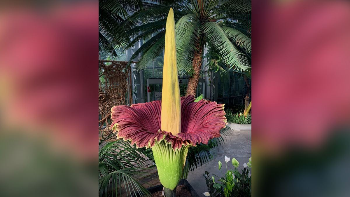 ‘Putrid’ Corpse Flower Blooms at US Botanic Garden in June 2022 – NBC4 ...