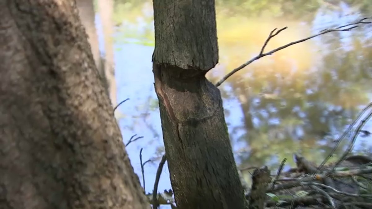 Golf Course Owners to Take Care of Beaver Infestation Issue in Maryland ...