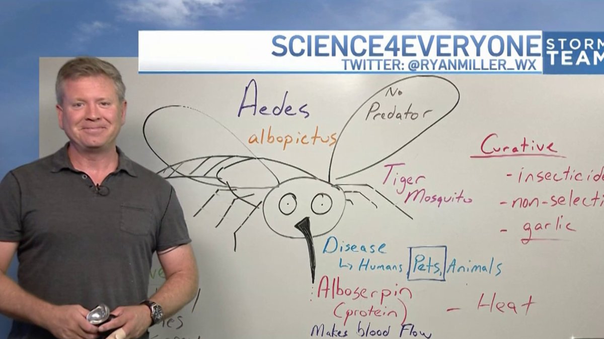 How to Avoid Tiger Mosquito Bites – NBC4 Washington