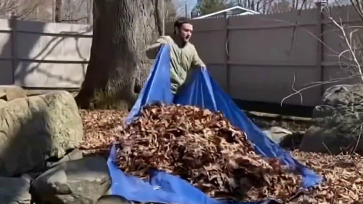 How to Clean Up Fallen Leaves: Time and Energy-Saving Tips – NBC4 ...