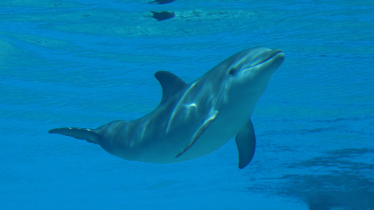 Las Vegas Mirage Hotel Attraction Closes After 3rd Dolphin Dies – NBC4 ...