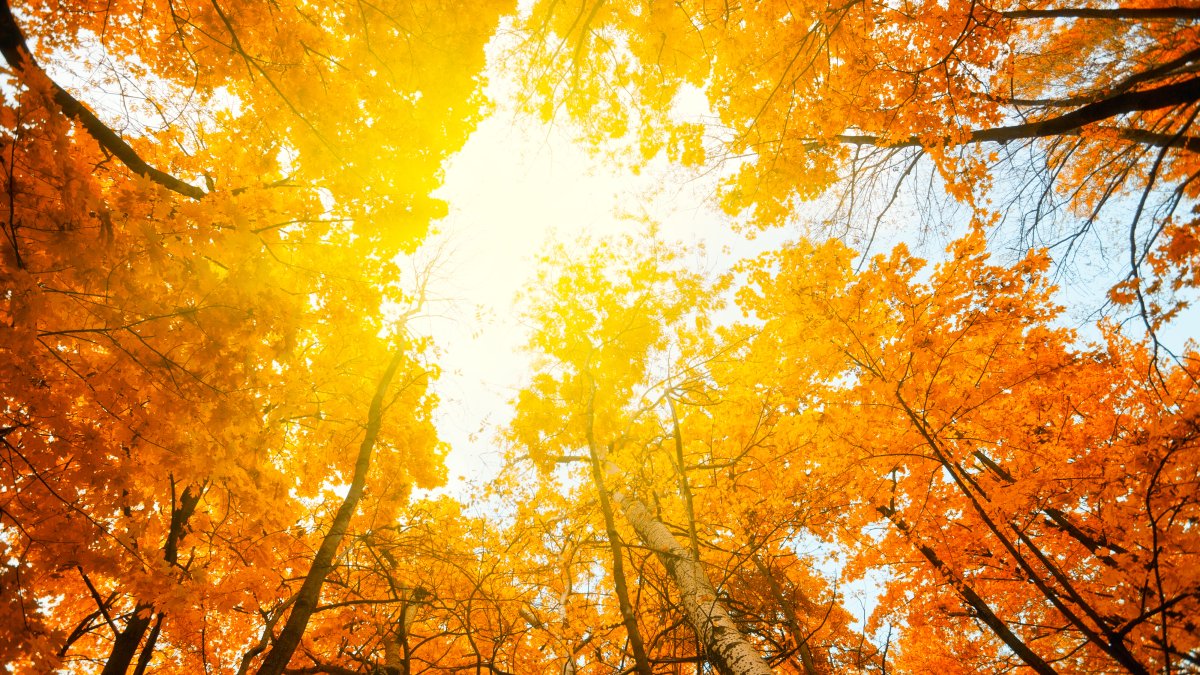 4 Ways Climate Change Could Impact the Fall Season in the DC Area ...