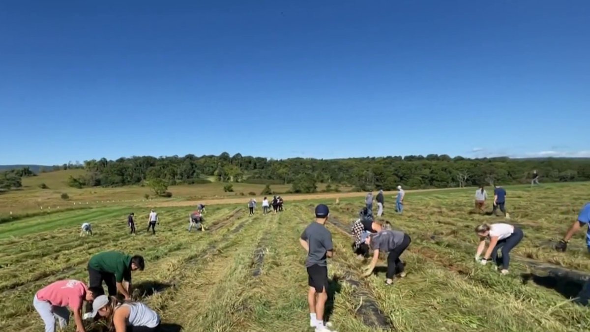 JK Community Farm Grows for Good – NBC4 Washington