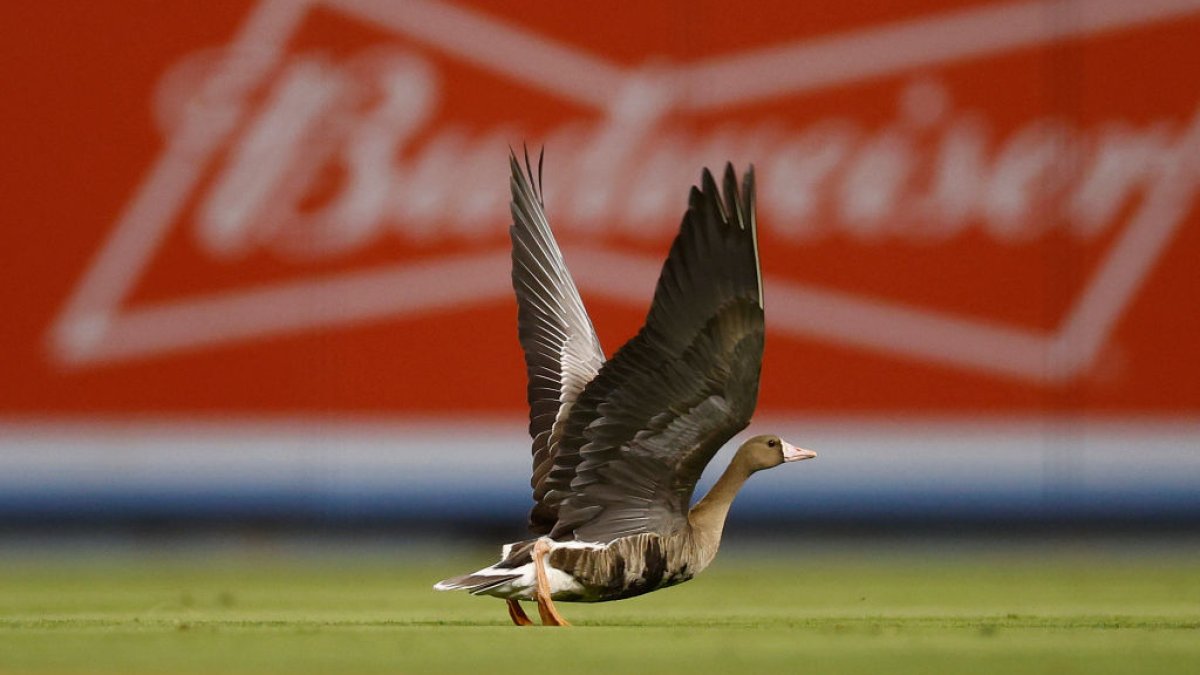 Video: Wild Goose Gets Loose on the Field at Dodger Stadium During Game ...