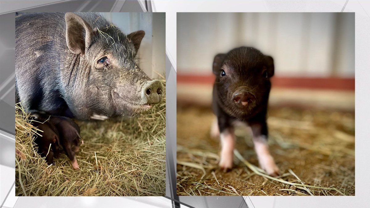 County’s housing voucher program for the homeless comes under scrutiny ...