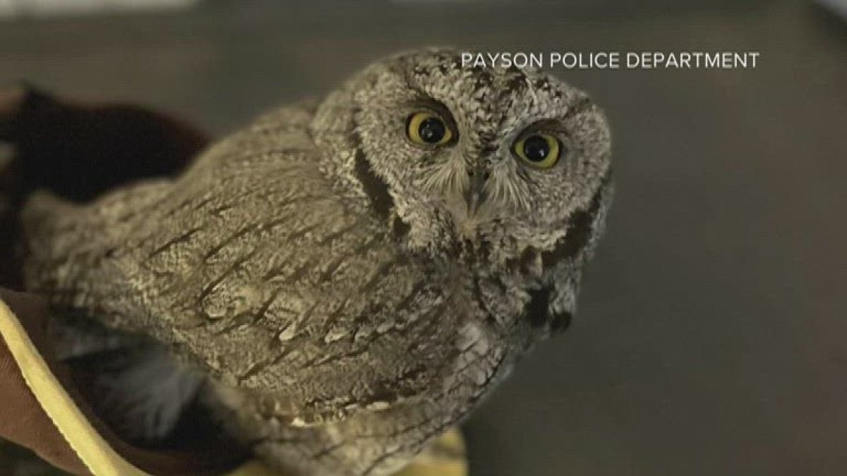 Officer Stunned to Find An Owl During Traffic Stop – NBC4 Washington