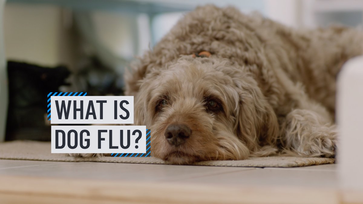 What is Dog Flu? – NBC4 Washington