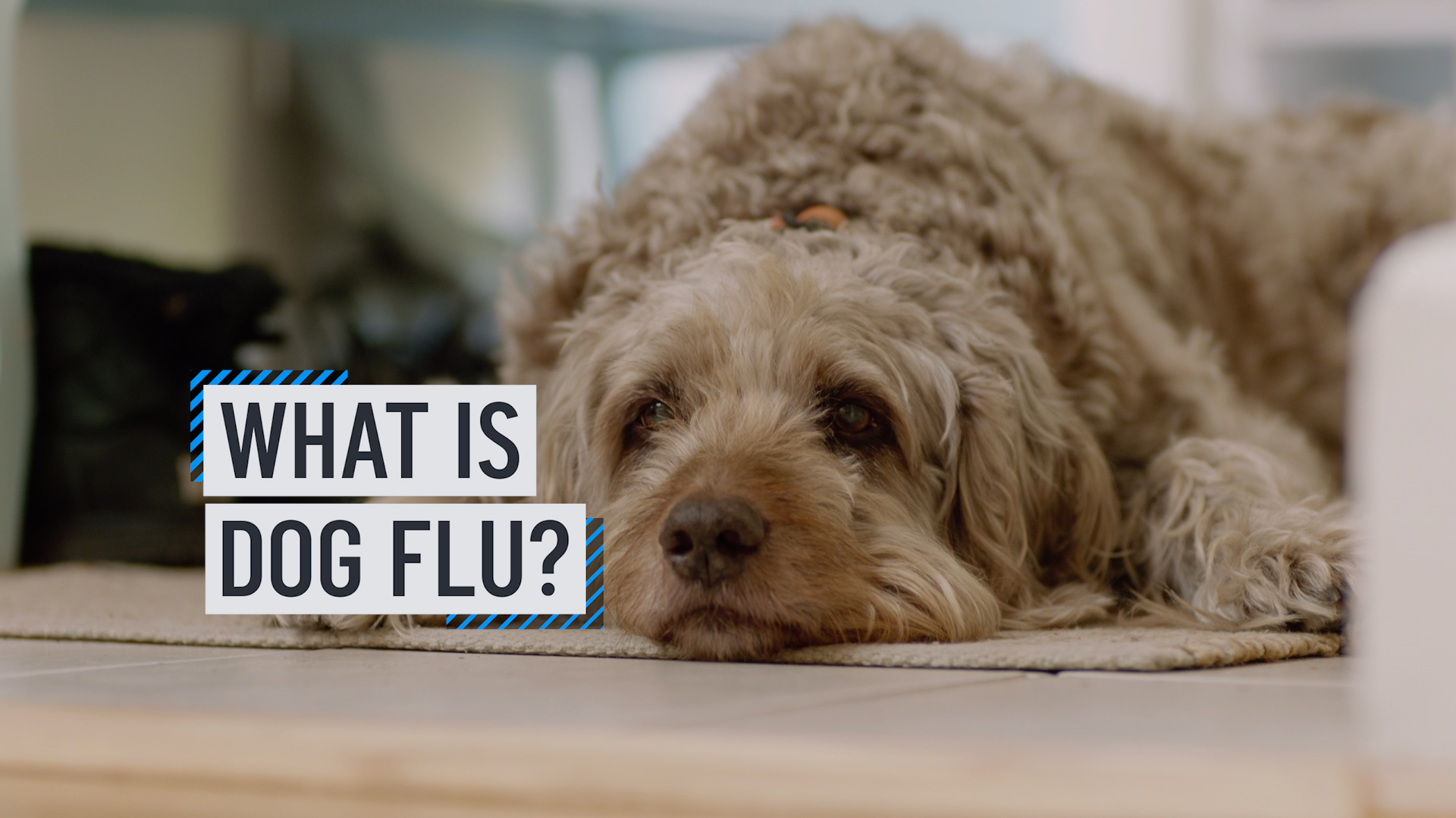Is Canine Flu Deadly