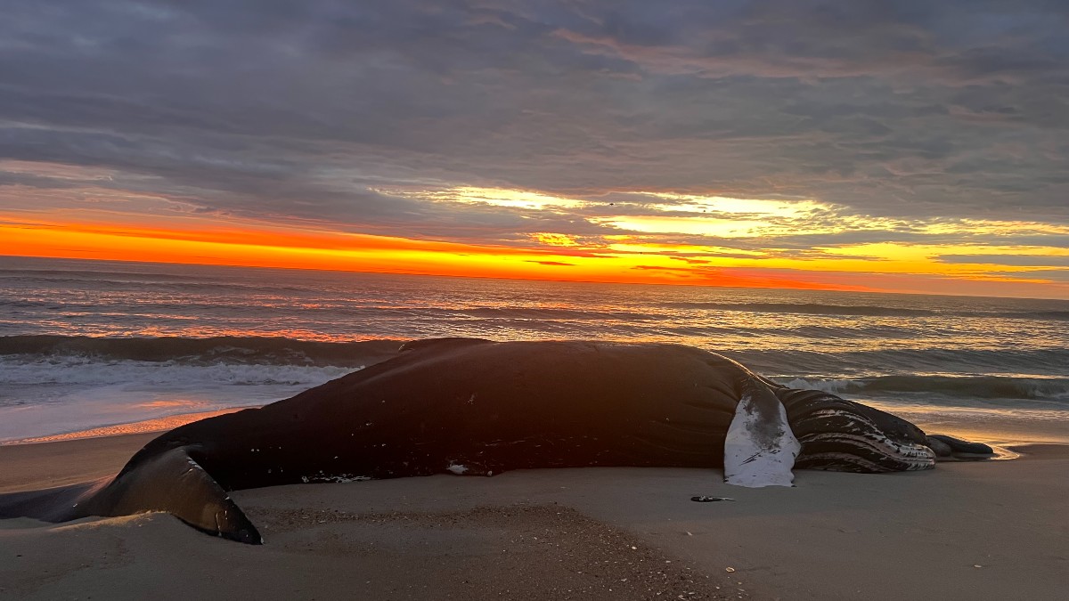 Dead Humpback Whale Discovered on Assateague Island – NBC4 Washington