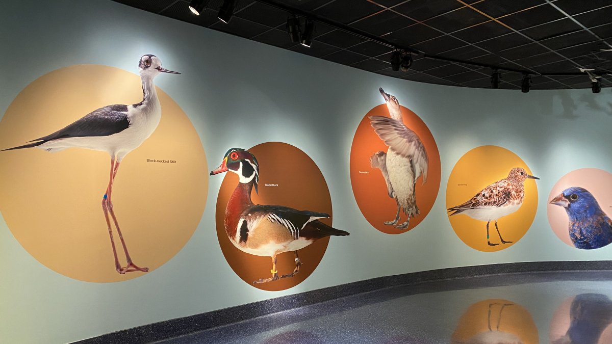 National Zoo to Reopen Bird House After $69 Million Renovation – NBC4 ...