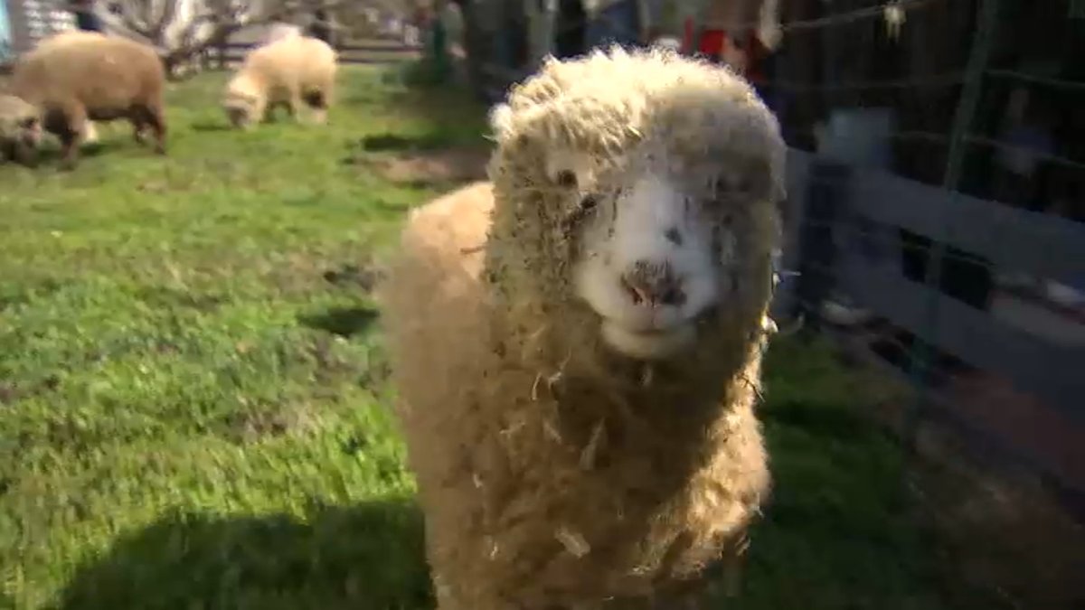 Sheep ‘Mow’ GW’s Community Garden – NBC4 Washington