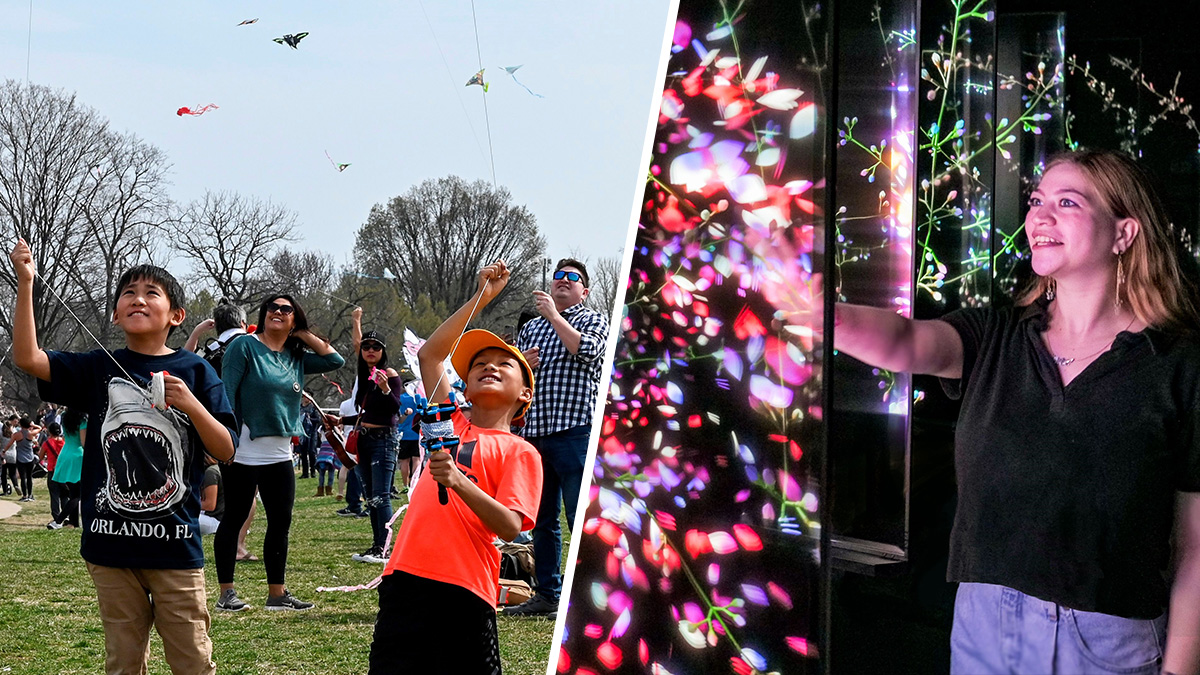 Things to Do Cherry Blossom Peak Bloom Weekend in DC, Rain or Shine ...