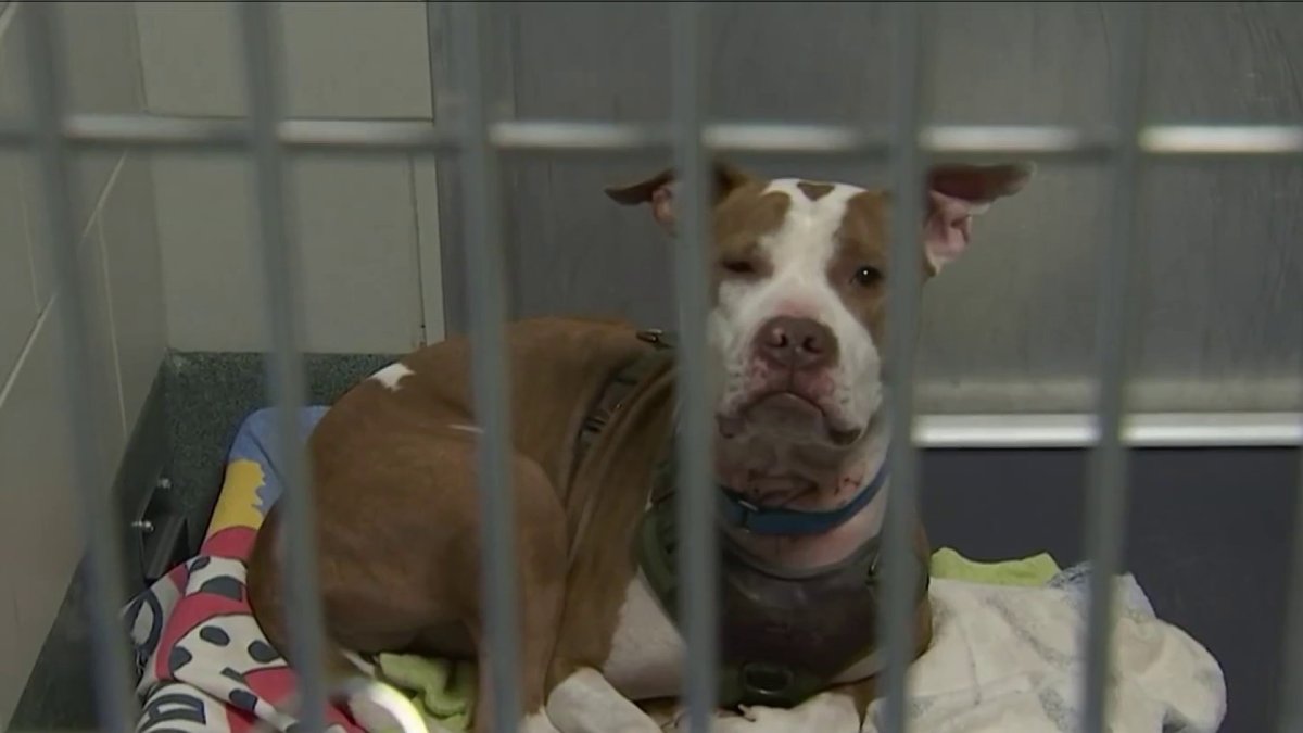 DC Humane Rescue Alliance Dealing With Pet Surge – NBC4 Washington