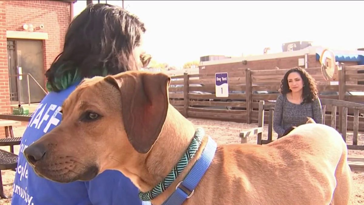 DC’s Humane Rescue Alliance Lowers Adoption Fees for Dogs as Intake ...