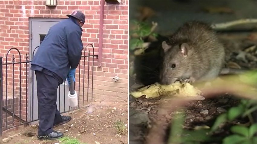 DC Health Hosts “Rodent Walk” to Address Rat Issue – NBC4 Washington
