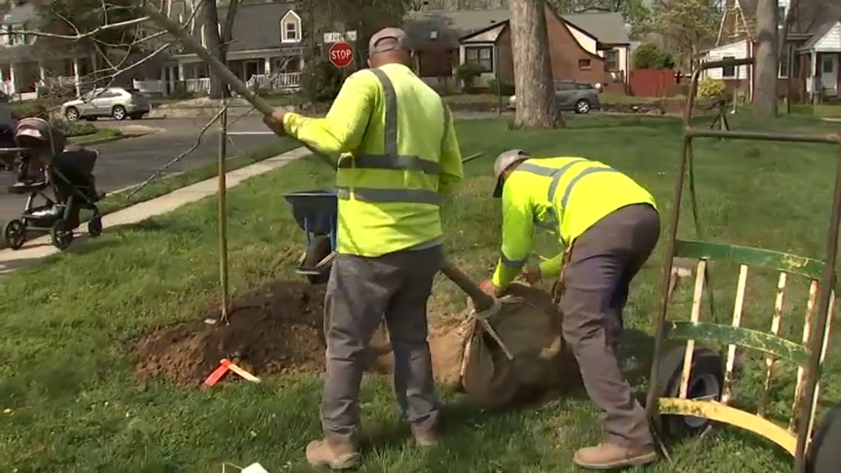 Study Shows Arlington’s Tree Canopy Decline – NBC4 Washington