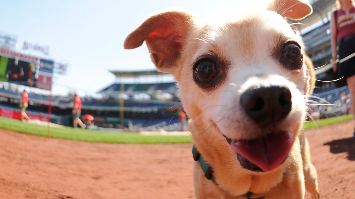 Doggo Dates: Top 10 Dog-Friendly Places Around DC – NBC4 Washington