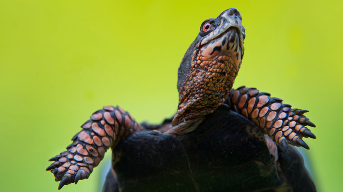 Virginia Man Pleads Guilty in Federal Turtle Trafficking Case – NBC4 ...