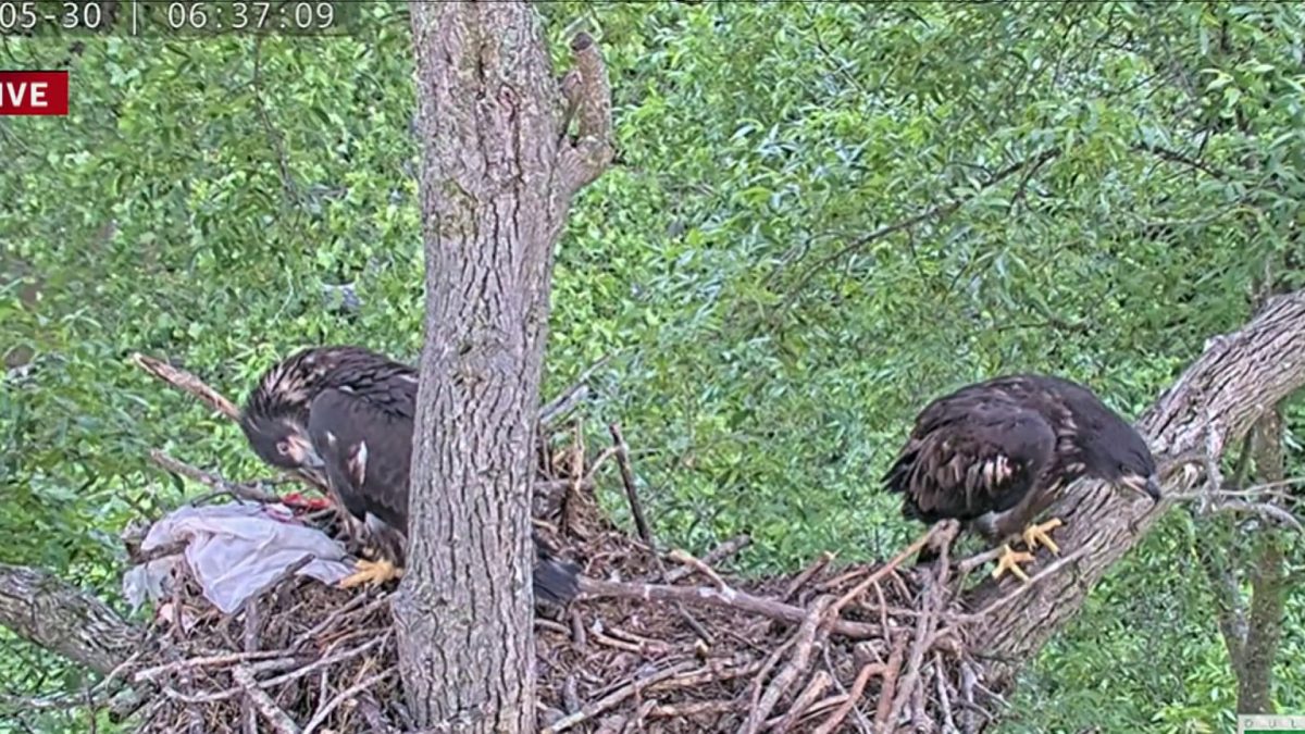 Volunteers Rescue Eaglet After Fall From Nest in Leesburg – NBC4 Washington