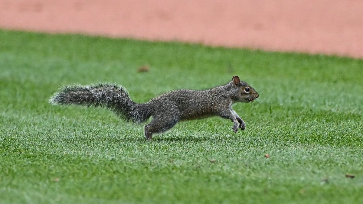 Yankees Stadium Squirrel Drives Fans Nuts – NBC4 Washington