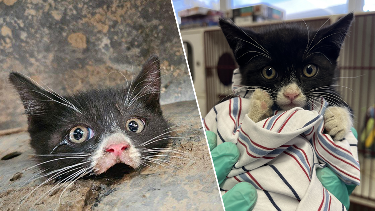 Kitten Gets Trapped in Truck’s Frame, Freed by San Diego Humane Society – NBC4 Washington