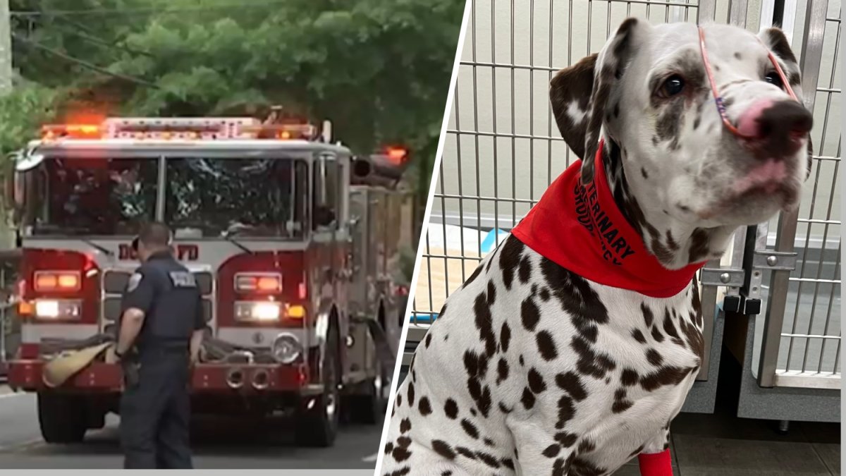 ‘Those Were My Kids’: Former Firefighter Loses 2 Dalmatians to Fire ...