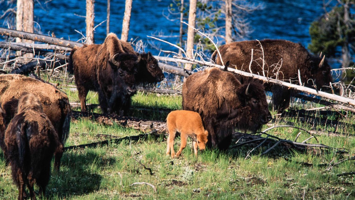 Baby Bison Killed at Yellowstone After Man Picked It Up – NBC4 Washington