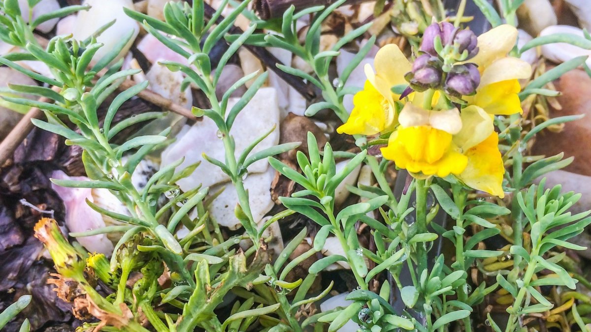 What Is a Psammophile? – NBC4 Washington