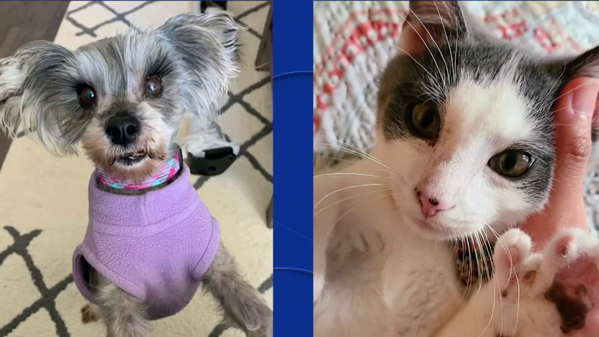 Loudoun County Animal Shelter Available Cats