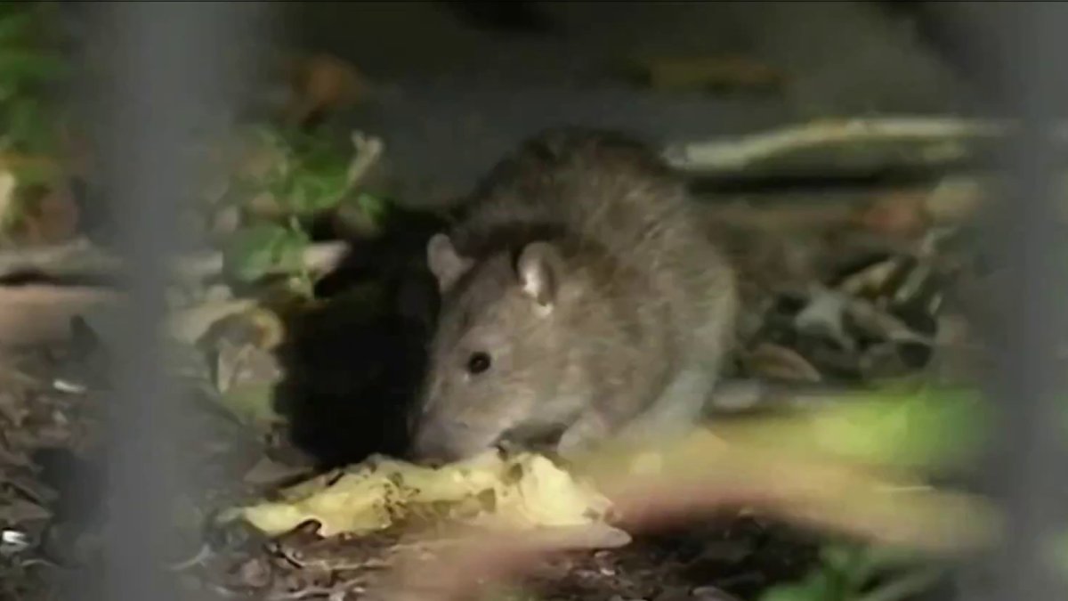 Rodent problem? DC rodentologist shares no. 1 solution – NBC4 Washington