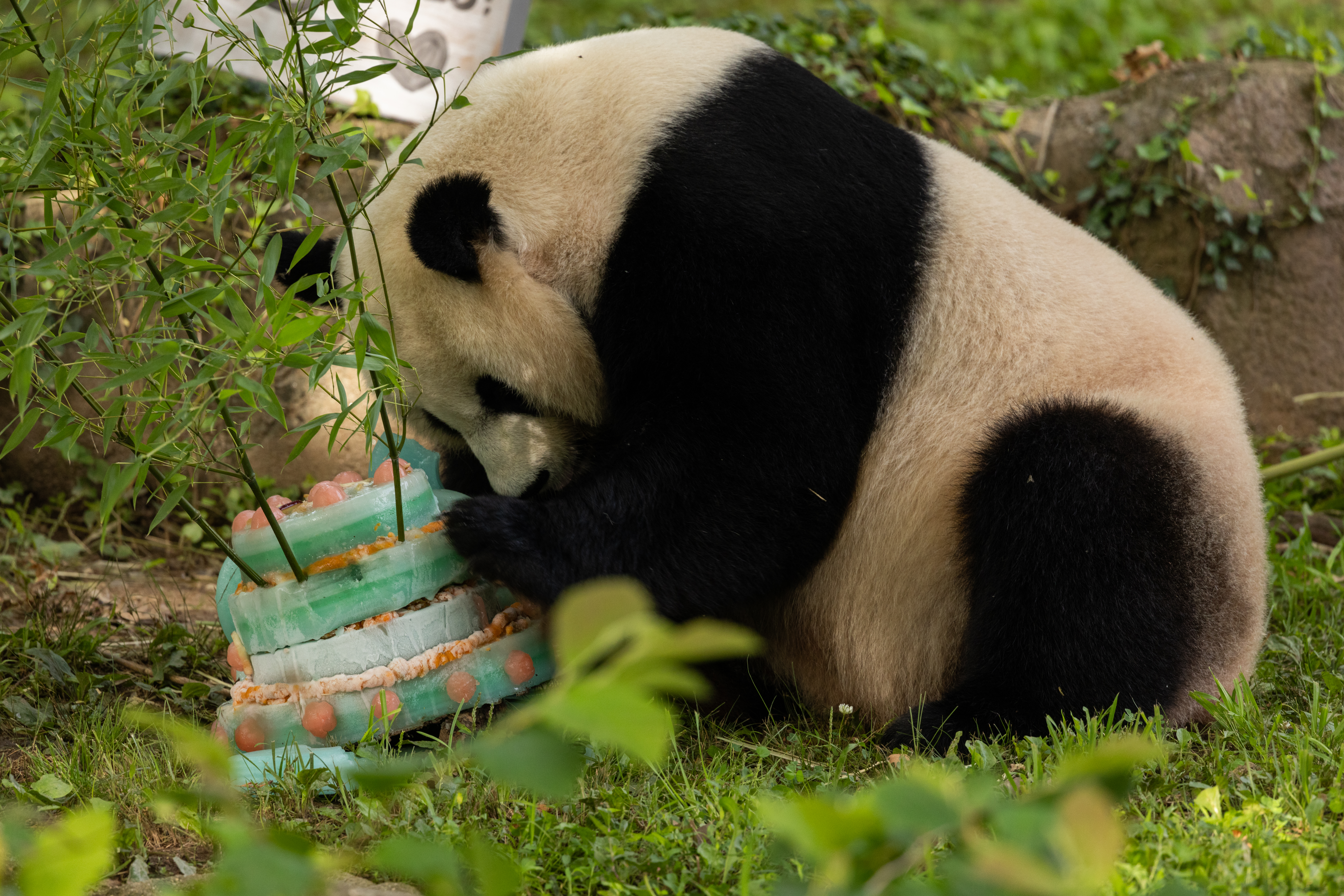 Panda Mei Xiang celebrates last birthday in DC, National Zoo says ...