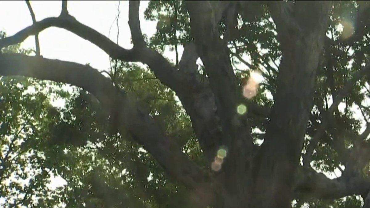 What’s next for Bethesda’s Linden oak tree – NBC4 Washington