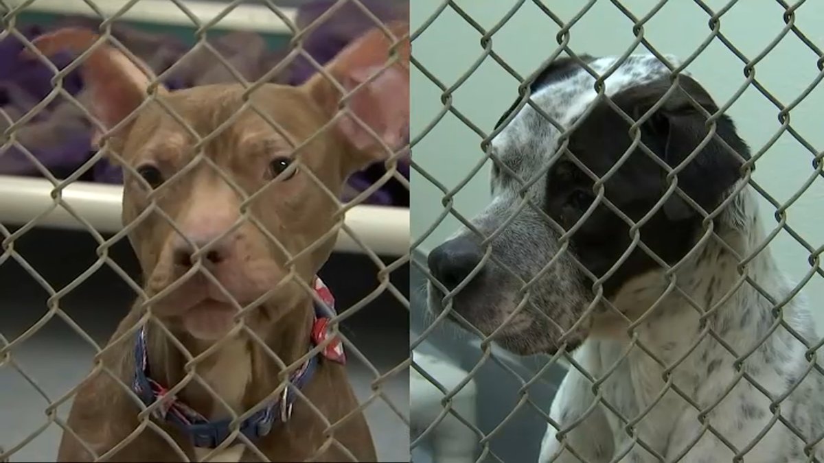 ‘Extremely emaciated’ dogs taken from home after another dog died ...