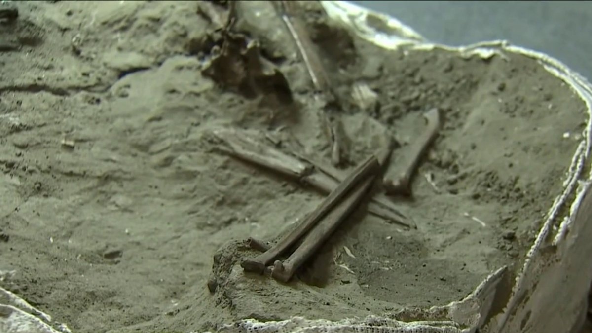 Rare 12-million-year-old bird skeleton found nearly intact along ...