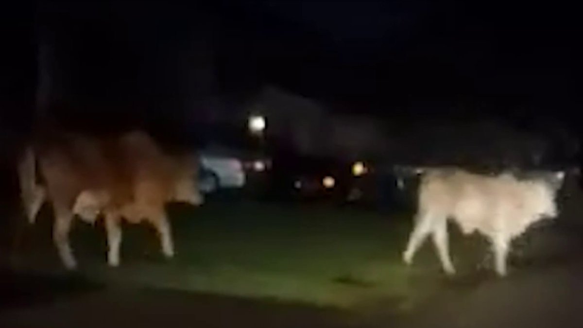 Escaped cows on loose from Maryland farm are spotted in Bowie – NBC4 ...