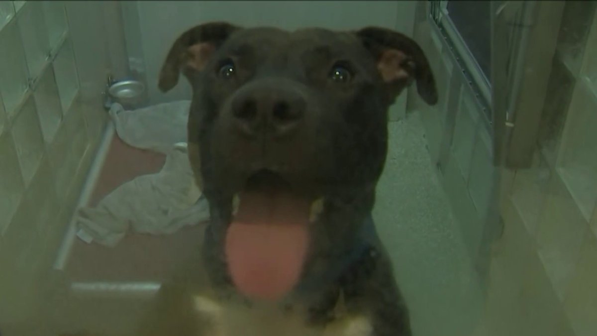 DC Humane Rescue Alliance faces outbreak of canine influenza – NBC4 ...