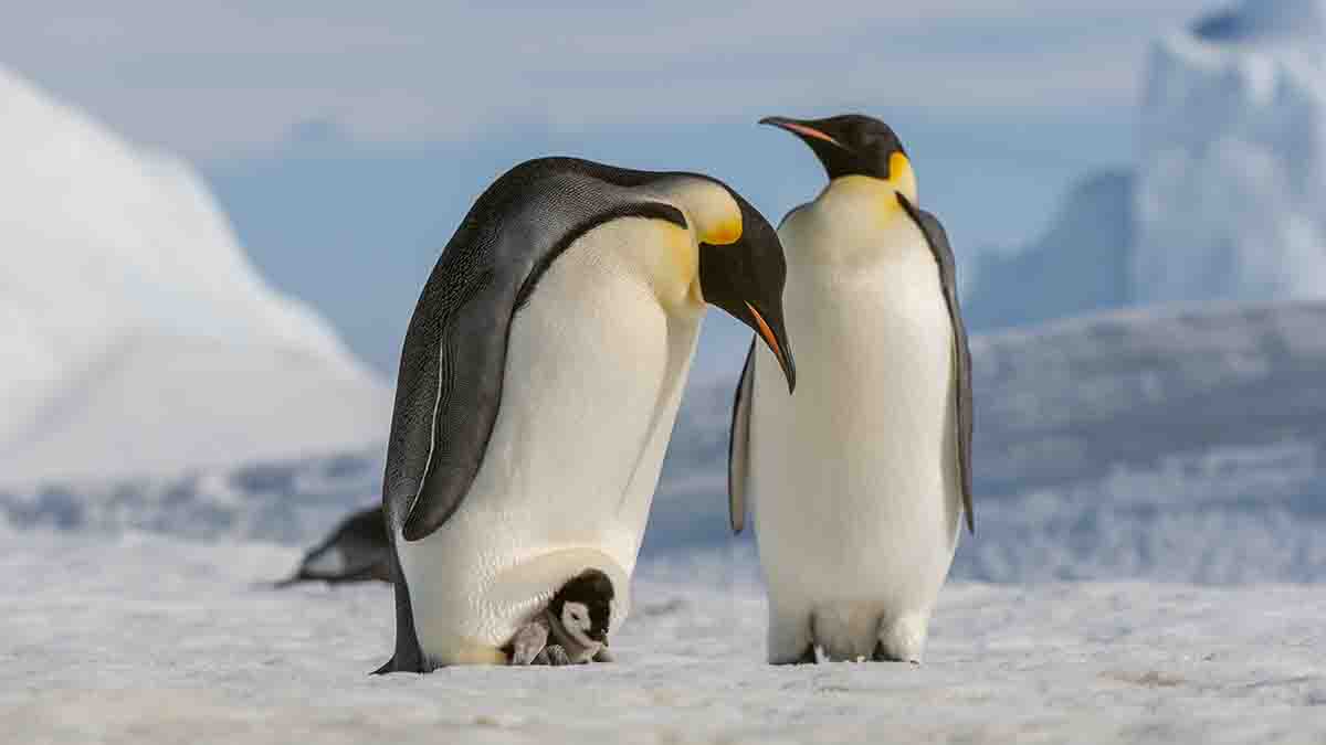 Loss of Antarctic ice hurting survival of emperor penguin chicks, study ...