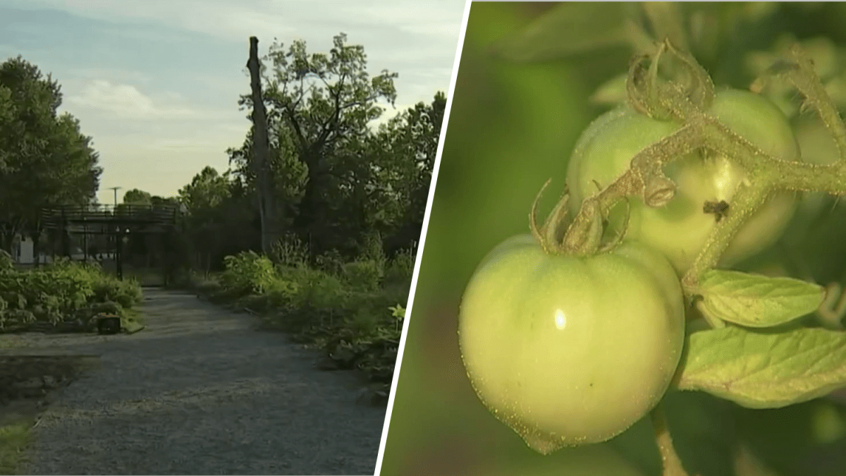 This Southeast DC farm gives away its fresh produce – NBC4 Washington